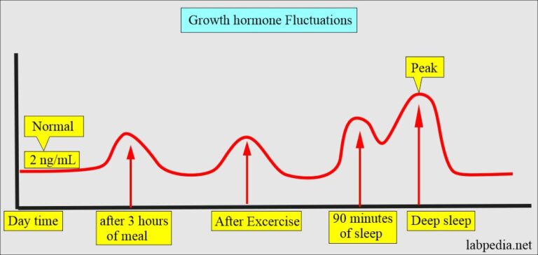 Growth Hormone (GH), Somatotropin Hormone, Acromegaly - Labpedia.net
