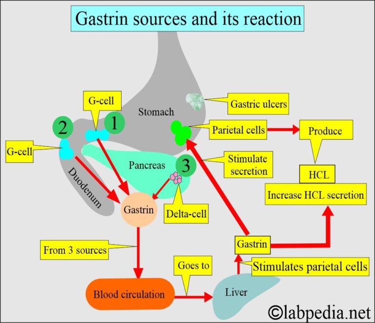 Gastrin, Zollinger-Ellison Syndrome - Labpedia.net