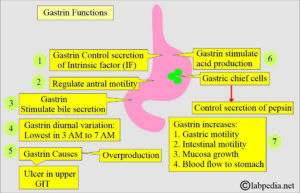 Gastrin, Zollinger-Ellison Syndrome - Labpedia.net