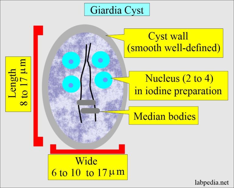 Giardia Lamblia, Life Cycle and Diagnosis - Labpedia.net