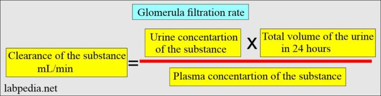 Renal Functions:- Part 1 - Renal Functions Tests - Labpedia.net
