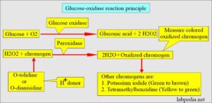 Stool Examination:- Part 3 - Reducing substances, Breath Test, and ...