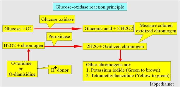 Stool Examination:- Part 3 - Reducing substances, Breath Test, and ...
