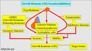 Growth Hormone (GH), Acromegaly - Labpedia.net