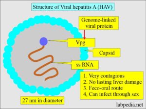 Hepatitis A Virus, HAV, Diagnosis and Treatment - Labpedia.net