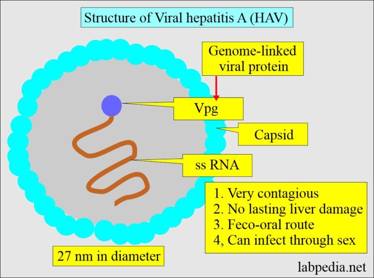 Hepatotropic Viruses and Other Viruses, Their Serological profile ...