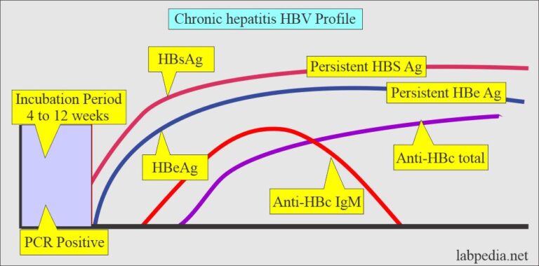 Hepatitis B Virus (HBV), Diagnosis and Treatment