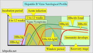 Hepatitis B Virus (HBV), Diagnosis and Treatment