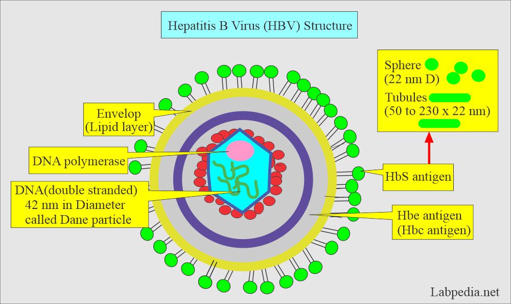 Hepatitis B