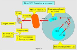 Pregnancy:- Part 2 - Beta-HCG Level, β-HCG, Human Chorionic ...
