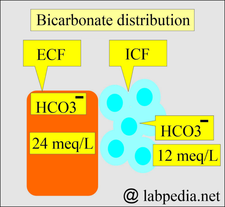 Understanding Bicarbonate Level (HCO3-) in Acid-Base Balance