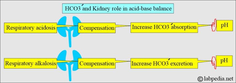 Understanding Bicarbonate Level (HCO3-) in Acid-Base Balance