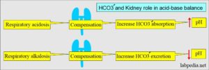 Acid-Base Balance:- Bicarbonate level (HCO3-)