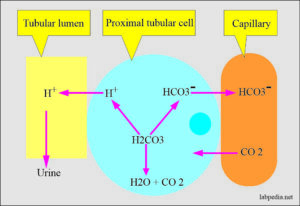 Acid-Base Balance:- Bicarbonate level (HCO3-)