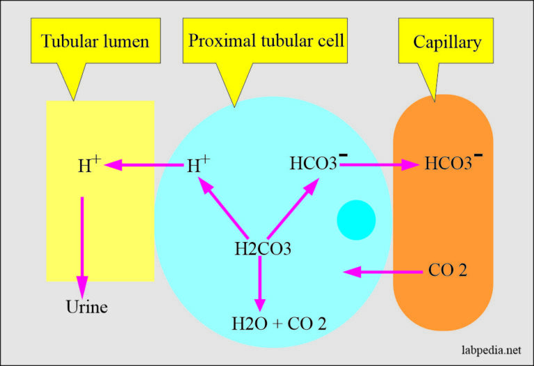 Acid-Base Balance:- Bicarbonate level (HCO3-)