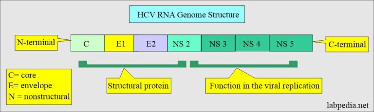 Hepatitis C Virus (HCV), HCV Profile, Diagnosis and Treatment ...
