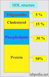 Lipoprotein: - Part 1 - High-Density Lipoprotein (HDL), HDL-Cholesterol ...