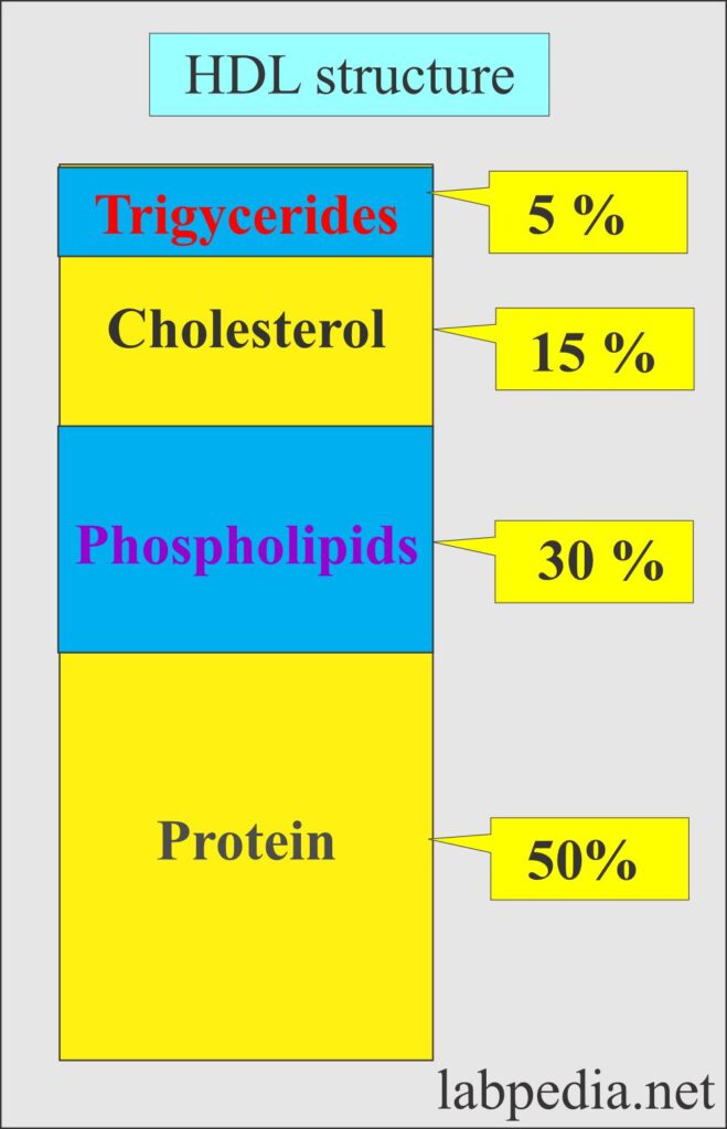 Lipoprotein: - Part 1 - High-Density Lipoprotein (HDL), HDL-Cholesterol ...
