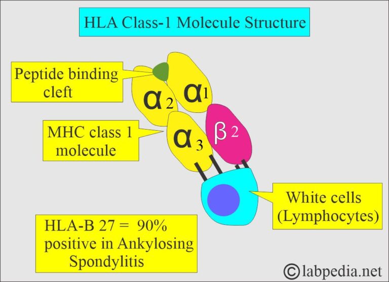 Human Leucocyte Antigen B27 (HLA-B27), Interpretations - Labpedia.net