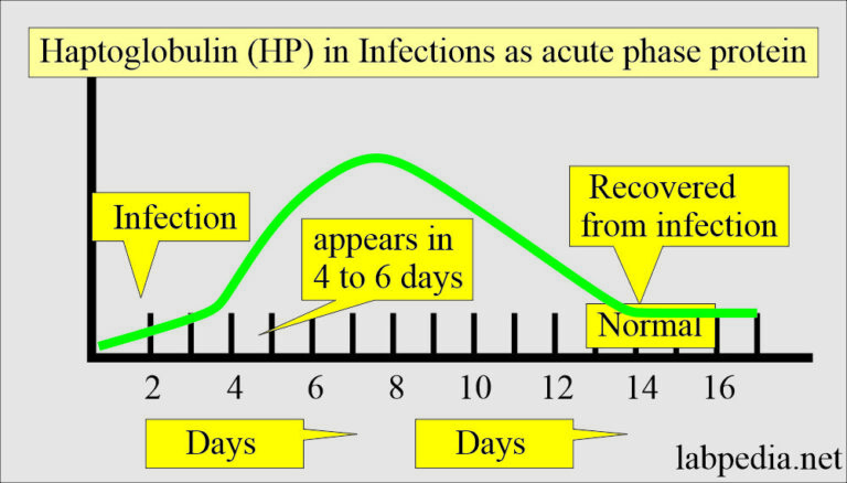 Haptoglobin (HP), Acute Phase Protein - Labpedia.net