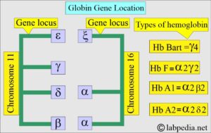 Hemoglobin: - Part 1 - Hemoglobin (Hb) structure and Functions ...