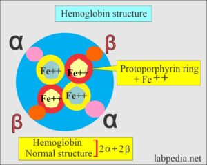 Hemoglobin: - Part 1 - Hemoglobin (Hb) structure and Functions ...