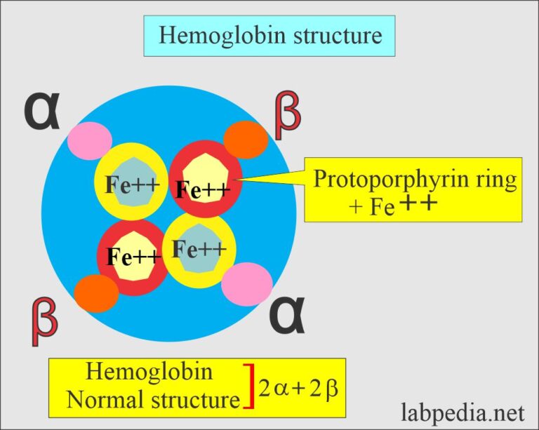Hemoglobin: - Part 1 - Hemoglobin (Hb) structure and Functions ...