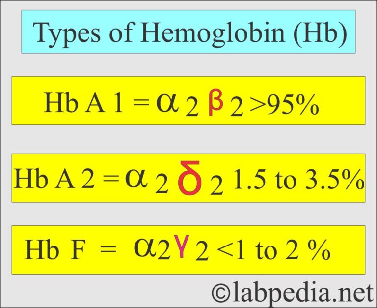 Hemoglobin: - Part 1 - Hemoglobin (Hb) structure and Functions ...