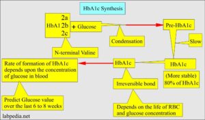 HbA1c (Glycosylated Hemoglobin), Glycated Hemoglobin, Diabetic Control