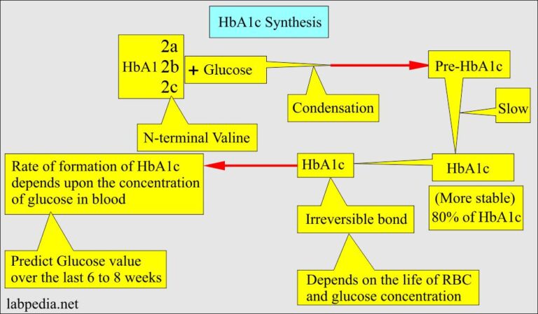 HbA1c (Glycosylated Hemoglobin), Glycated Hemoglobin, Diabetic Control