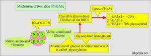 HbA1c (Glycosylated Hemoglobin), Glycated Hemoglobin, Diabetic Control