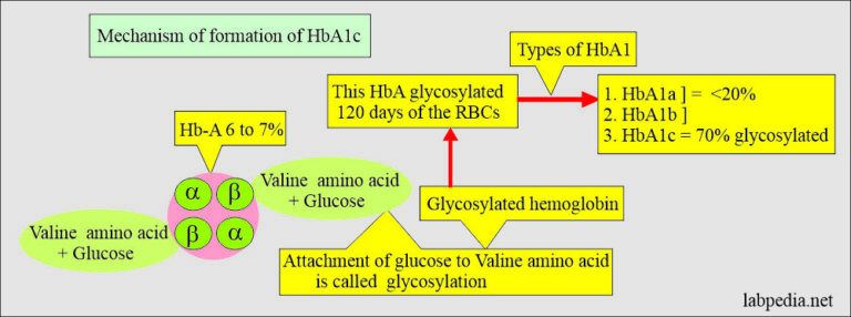 HbA1c (Glycosylated Hemoglobin), Glycated Hemoglobin, Diabetic Control
