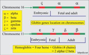 Haemoglobin – Part 1 – Hemoglobin (Hb) – Labpedia.net