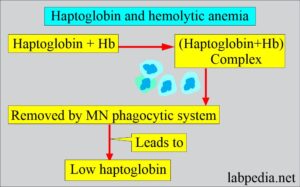 Anemia:- Part 8 - Hemolytic Anemias Classification, Lab Diagnosis ...
