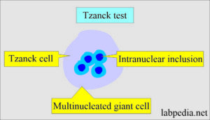 TORCH Profile:- Part 3 - Herpes simplex (Herpesvirus type 1 and type 2 ...