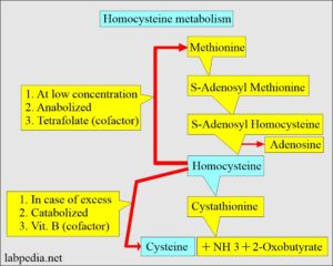 Homocystinuria, Diagnosis and Treatment - Labpedia.net