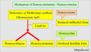 Homocysteinemia and Homocystinuria, Indications and Interpretations ...