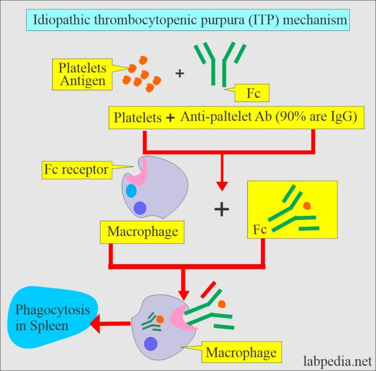 Platelets - Part 1 - Idiopathic Thrombocytopenic Purpura (ITP) - Labpedia.net