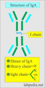 Immunoglobulin A (IgA), Indications and Functions - Labpedia.net