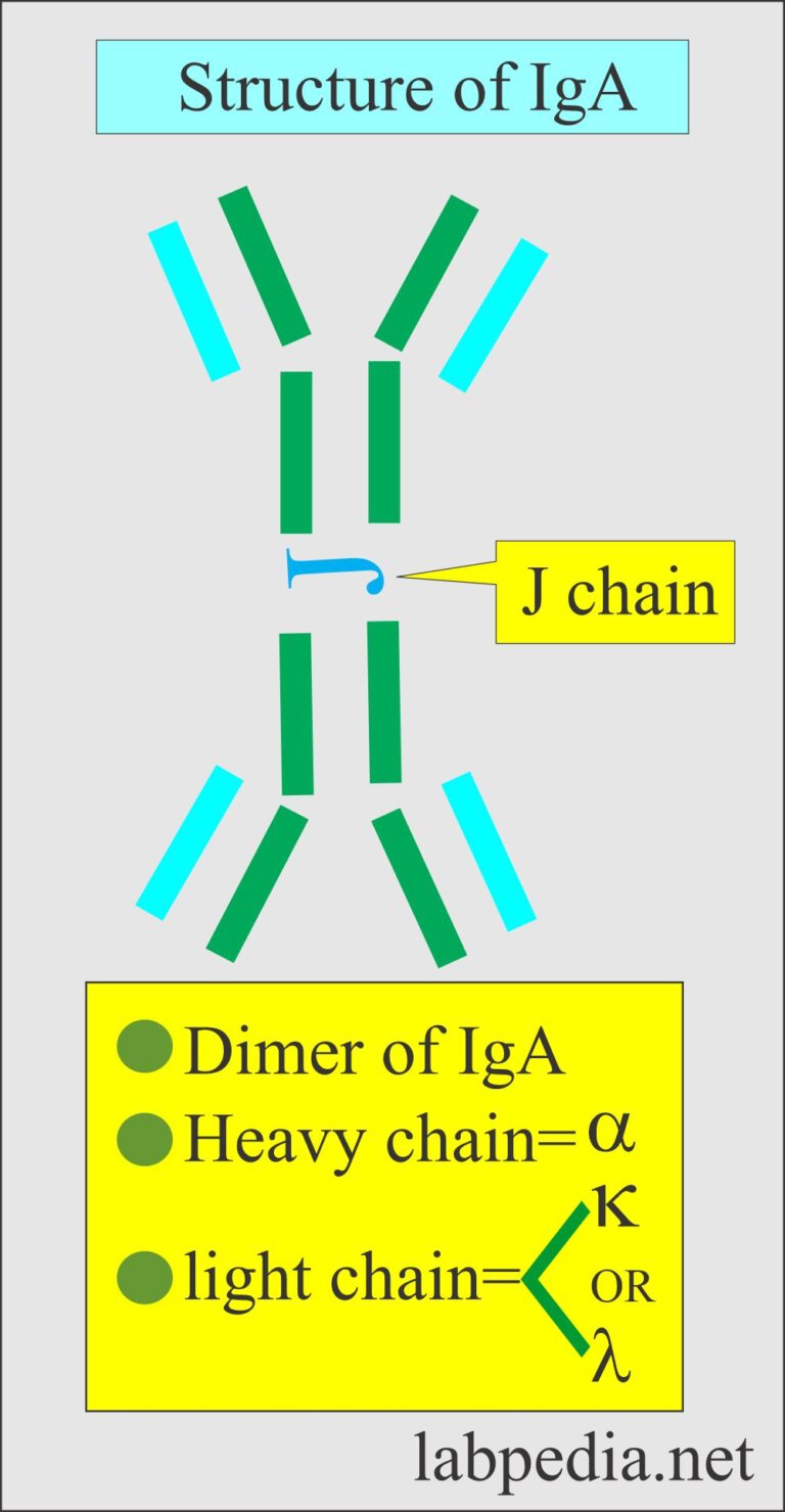 Immunoglobulin A (IgA), Indications and Functions - Labpedia.net