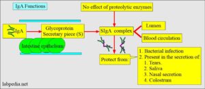 Immunoglobulin A (IgA), Indications and Functions - Labpedia.net