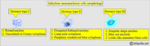 Epstein-Barr virus (EBV) and Infectious mononucleosis