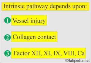 Coagulation:- part 1 - Blood Coagulation process, Coagulation factors ...