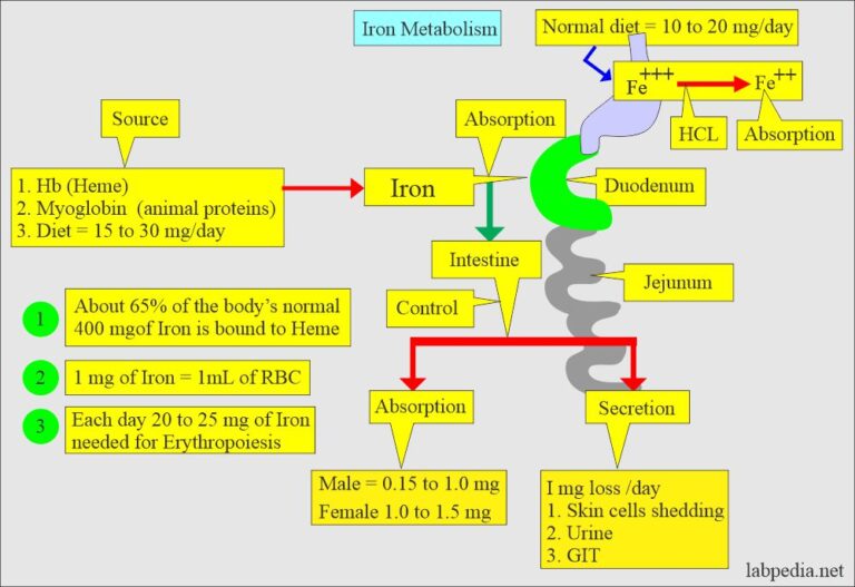 Iron Metabolism, Total Iron Binding Capacity (TIBC), Transferrin and ...