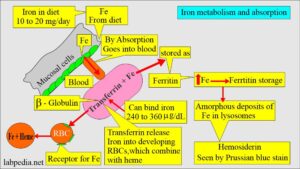 Iron Metabolism, Total Iron Binding Capacity (TIBC), Transferrin and ...