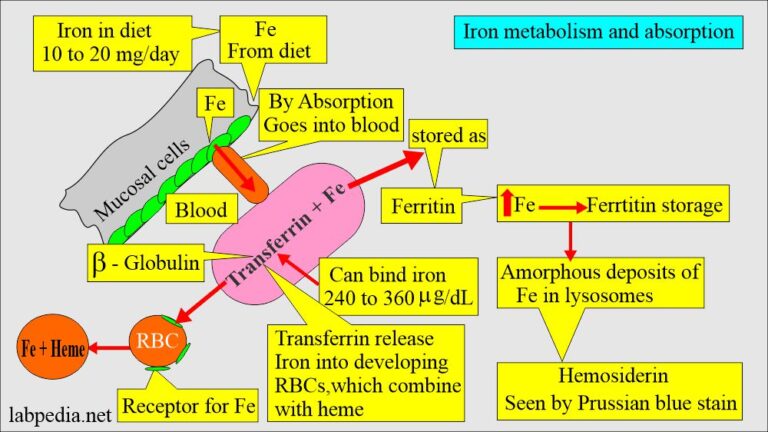 Iron Metabolism, Total Iron Binding Capacity (TIBC), Transferrin and ...