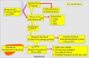 Iron Metabolism, Total Iron Binding Capacity (TIBC), Transferrin and ...