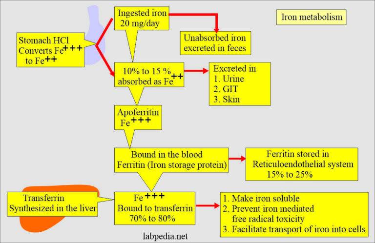 Iron Metabolism, Total Iron Binding Capacity (TIBC), Transferrin and ...