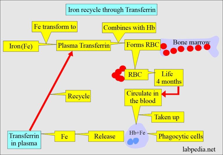 Ferritin (serum Ferritin Level) - Labpedia.net