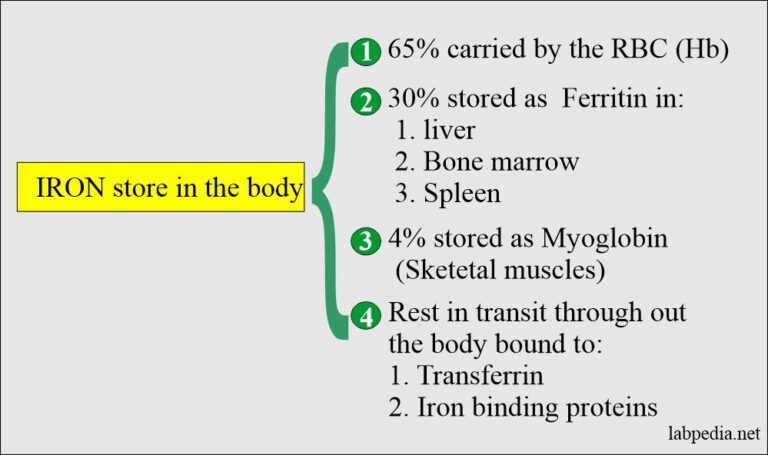 Ferritin (serum Ferritin Level) - Labpedia.net